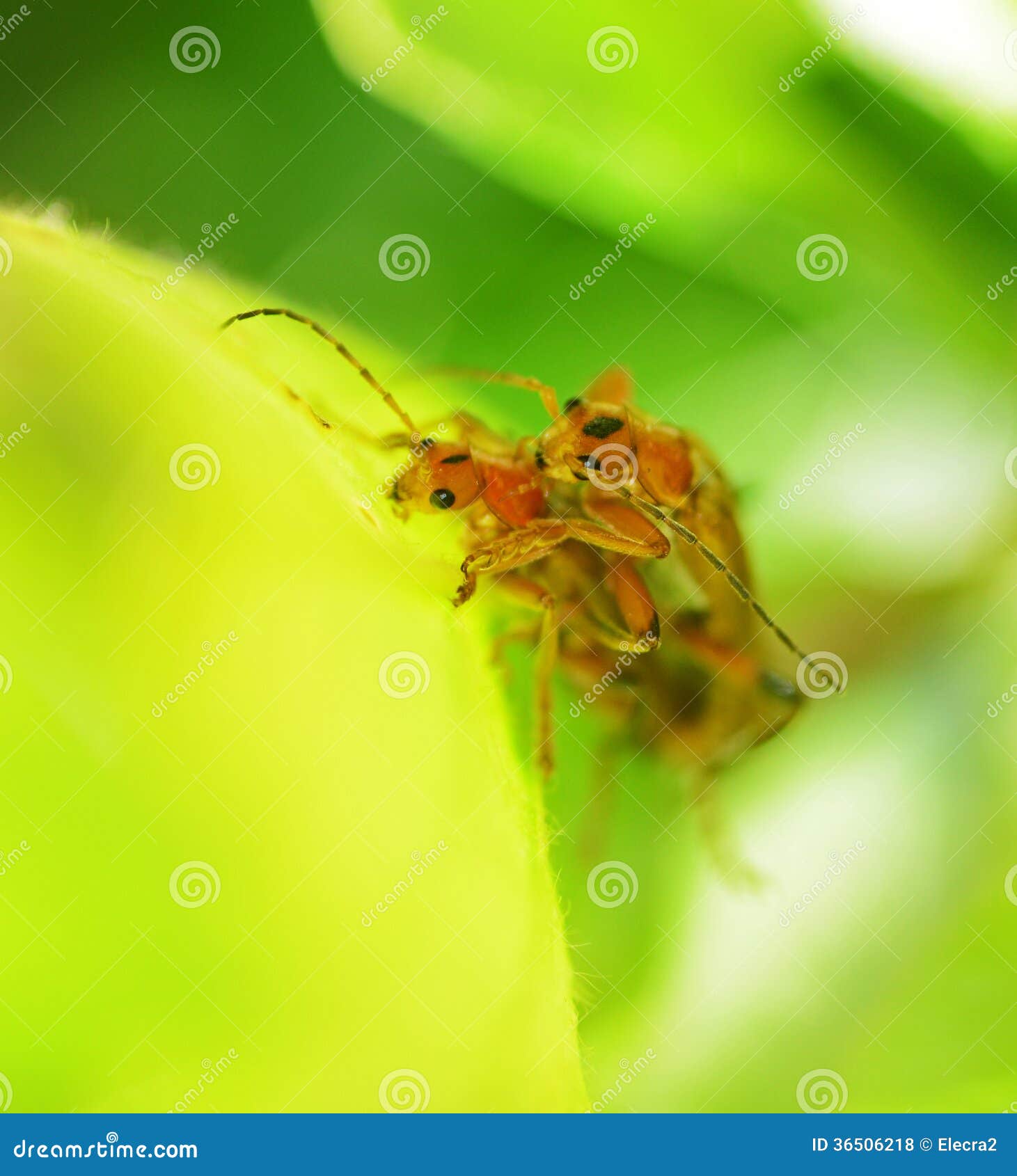 Two insects mating stock photo. Image of brown, mate - 36506218