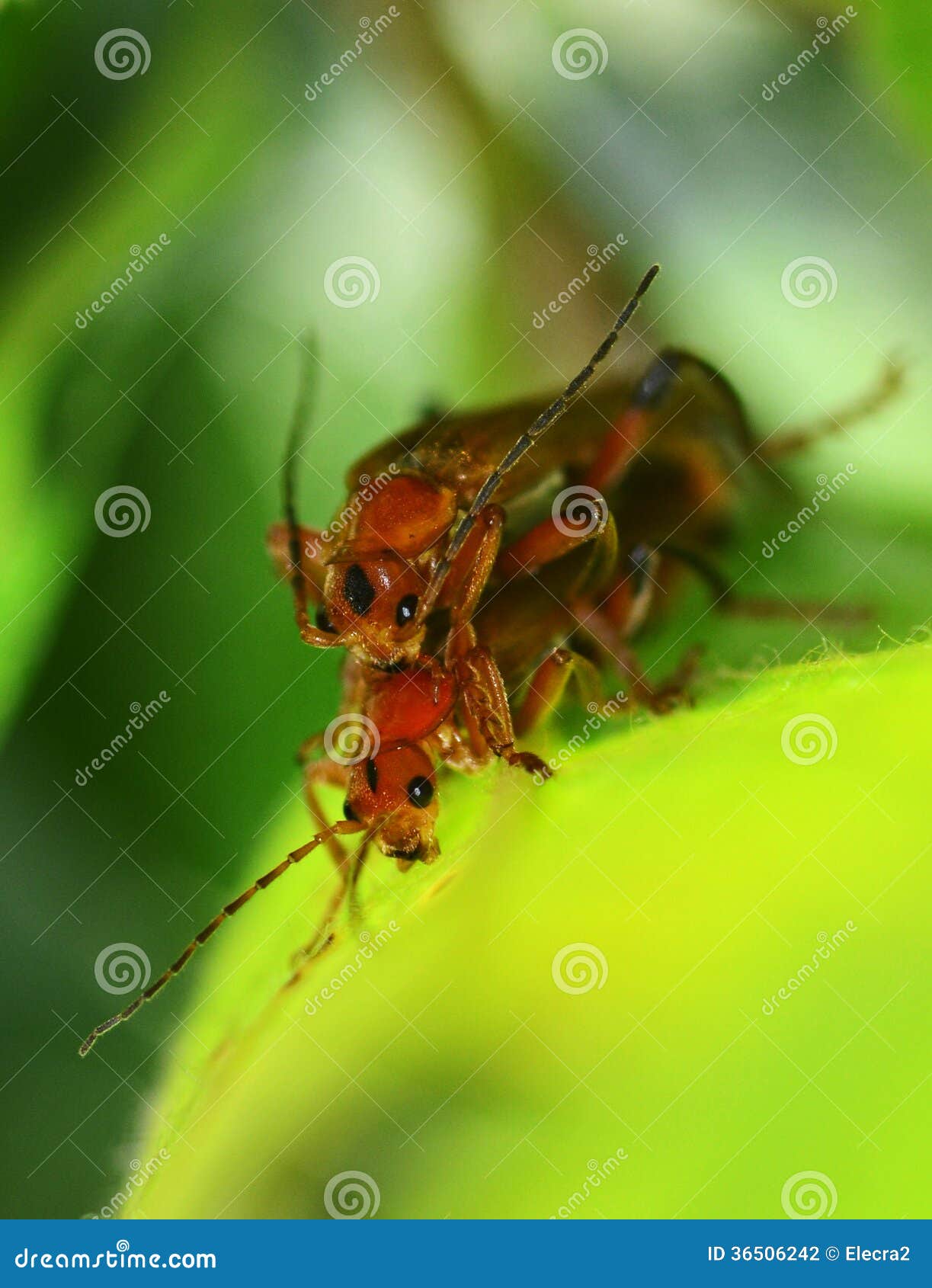 Two insects mating stock photo. Image of fauna, nature - 36506242
