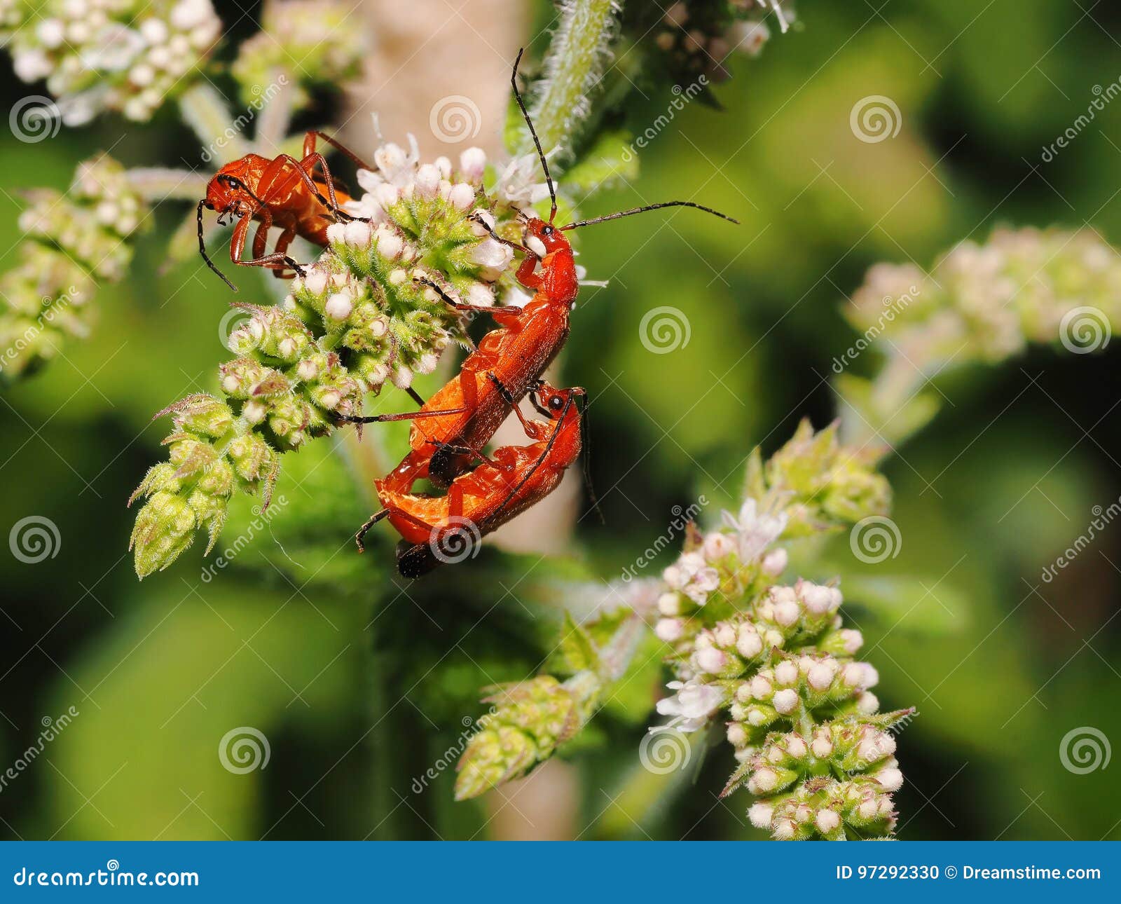 Two insects mating stock photo. Image of biology, looking - 97292330