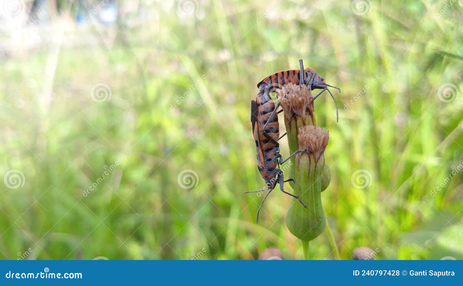 Two Insects Mating on a Flower Stock Photo - Image of wildflower ...