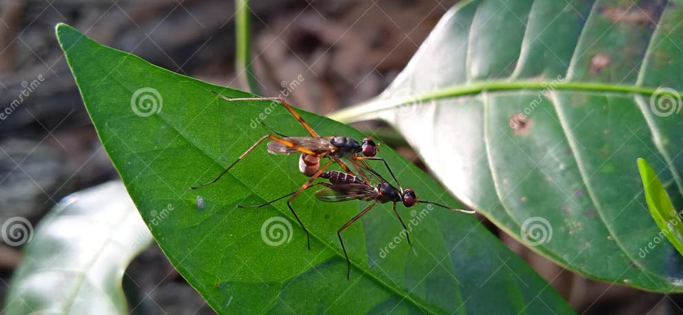 Two Insects are Mating and Reproducing on a Green Leaf in the Middle of ...