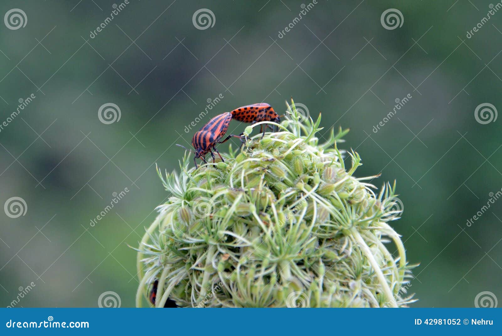 Two insects on a plant stock photo. Image of nature, insects - 42981052