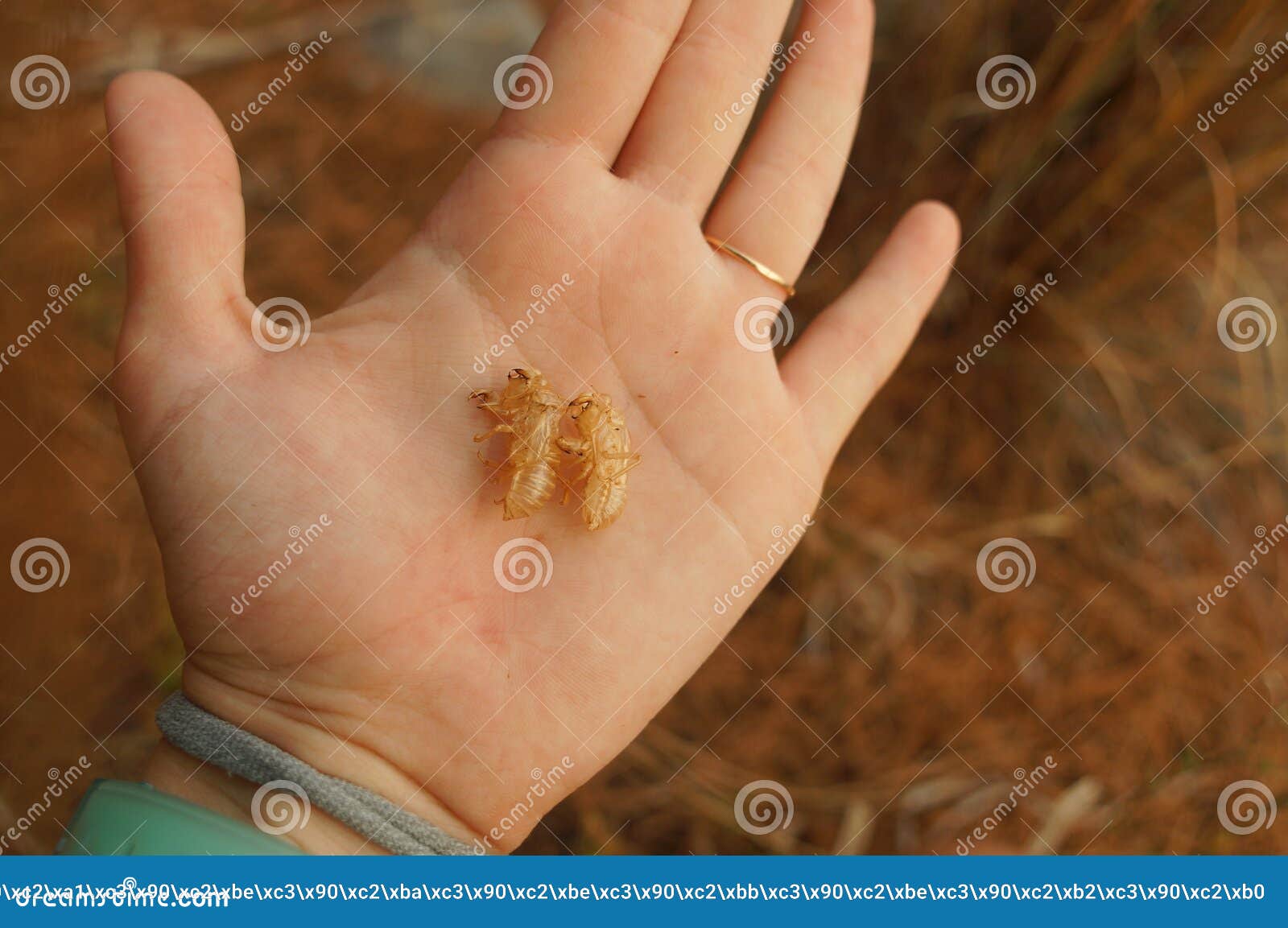 Two Insects, Pupae from Hatched on Hand, Crickets Stock Photo - Image ...