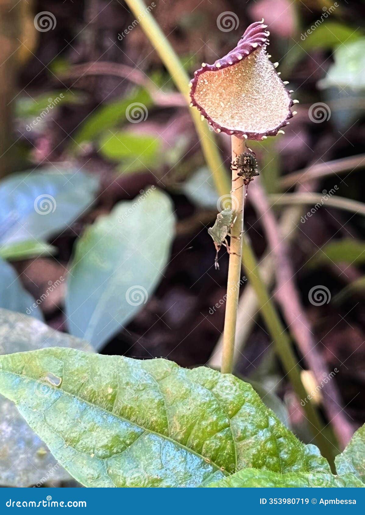 Two Insects on the Stem of a Small Carnivorous Plant Stock Image ...