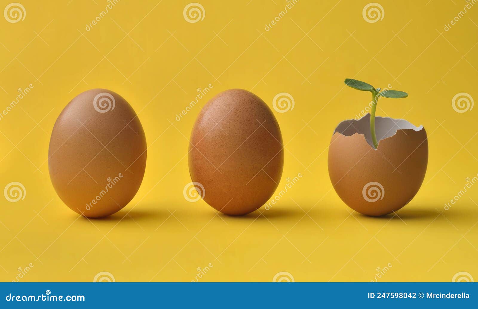 Two Intact Standing Eggs with a Broken Egg in Which There`s a Sprout ...