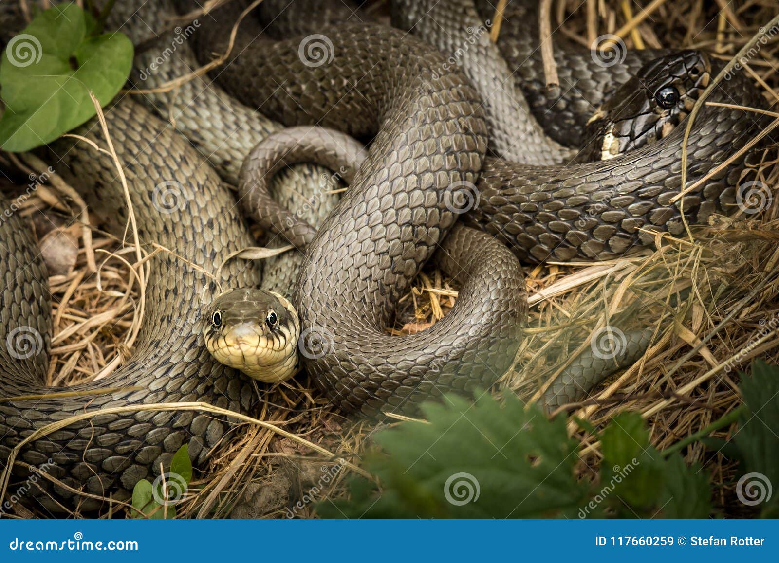 Two Intertwined Grass Snakes Lying in the Sun Stock Image - Image of ...