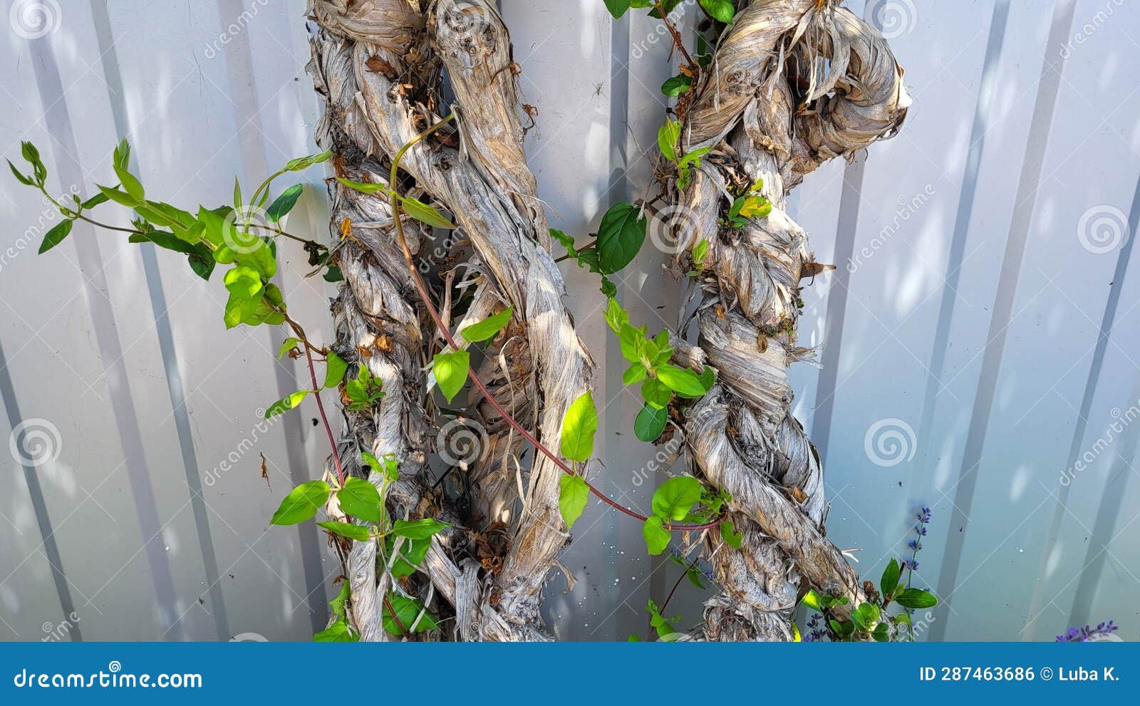 Two Intertwined Trunks of a Honeysuckle Tree. Stock Photo - Image of ...