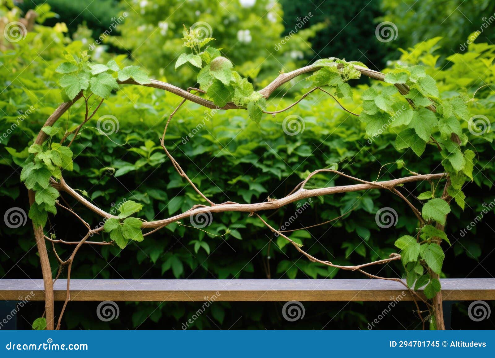 Two Intertwined Vines on a Sturdy Trellis Stock Image - Image of nature ...