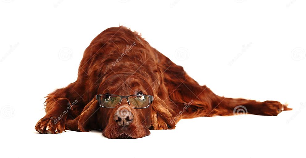 Irish Red Setter Dog in Glasses Stock Photo - Image of haired, educated ...