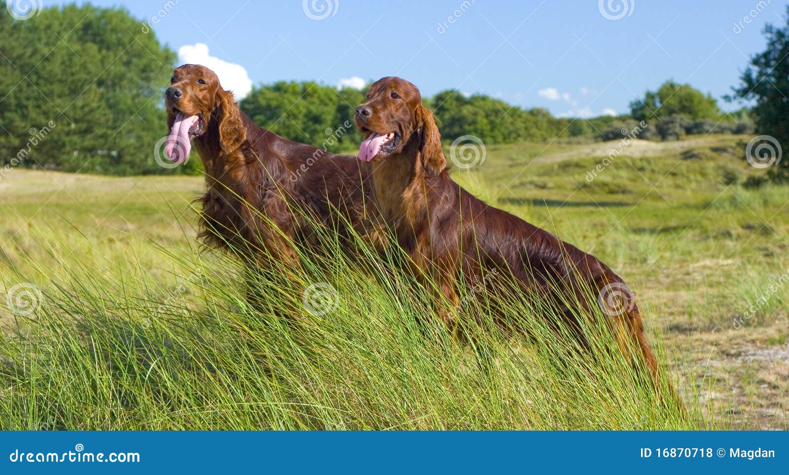Two Irish Setters stock photo. Image of outdoor, coat - 16870718