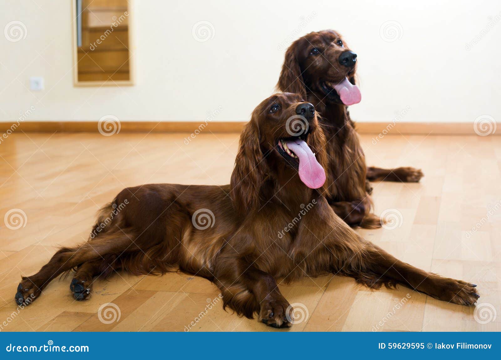 Two Irish Setters stock image. Image of home, parquet - 59629595