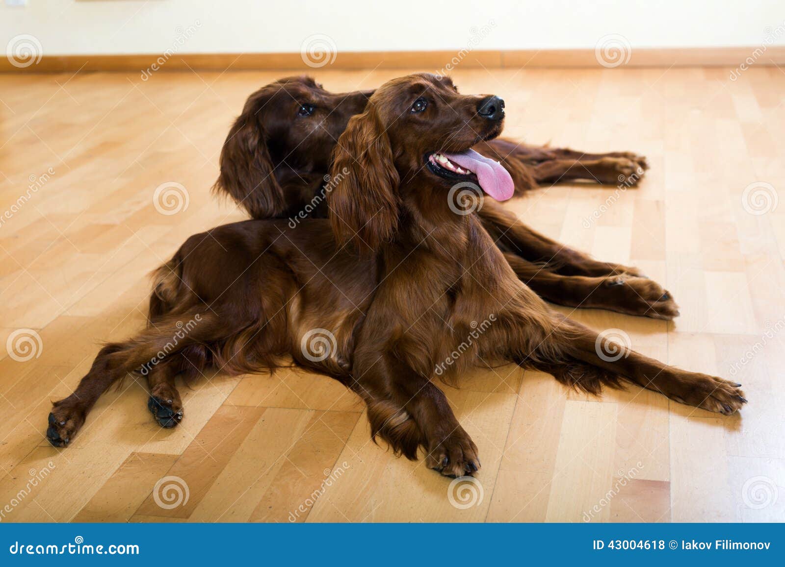 Two Irish Setters on Parquet Floor Stock Photo - Image of family, floor ...