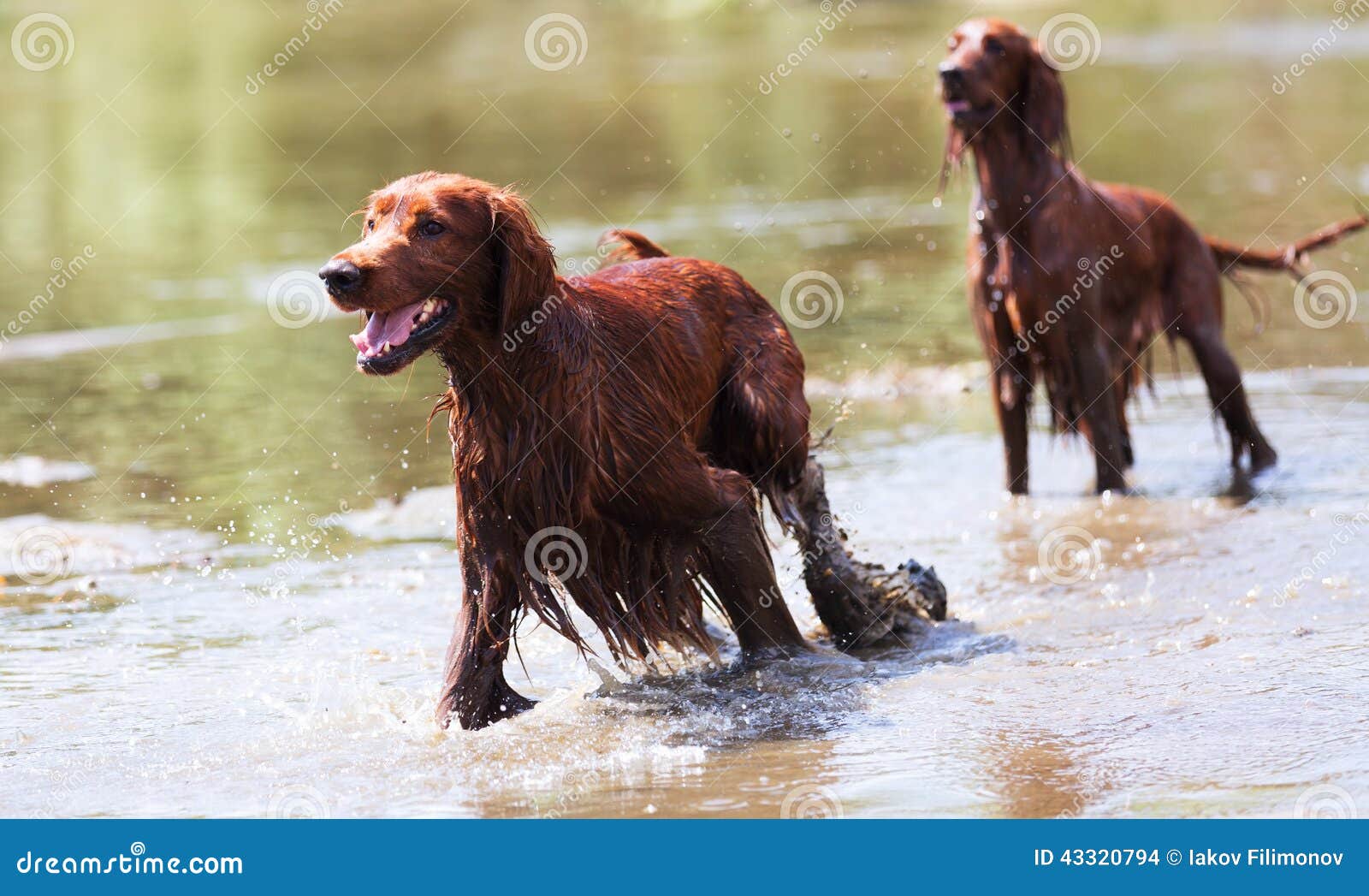 Two Irish Setters in water stock photo. Image of nature - 43320794