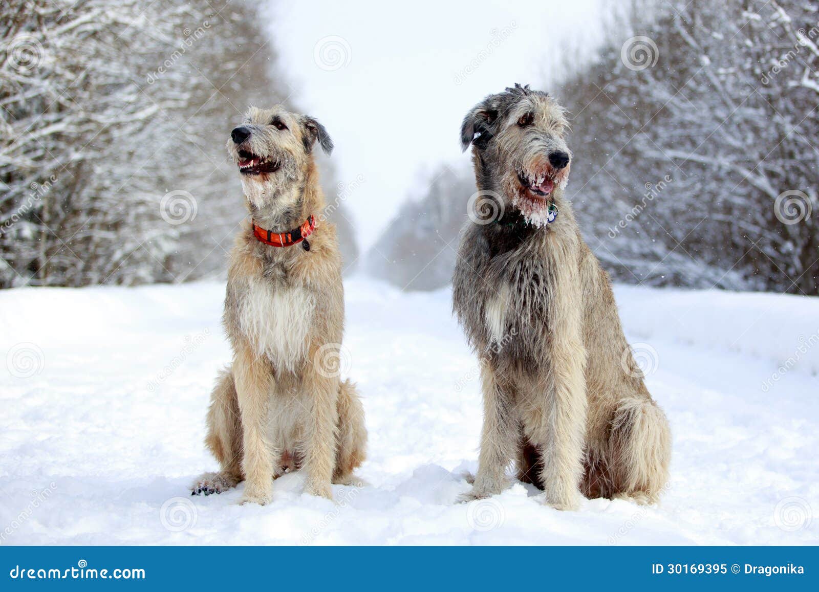 Two Irish wolfhound dog stock image. Image of wolfhound - 30169395