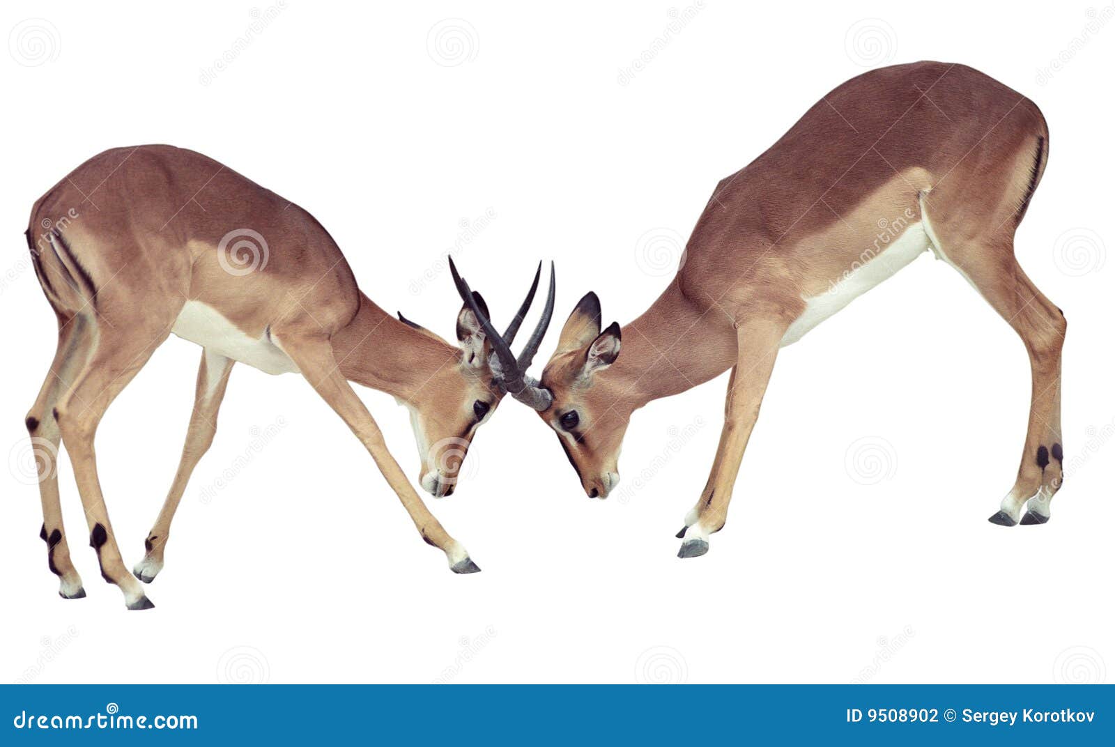 Isolated Fighting Fishes Stare Each Other On The Black Background ...