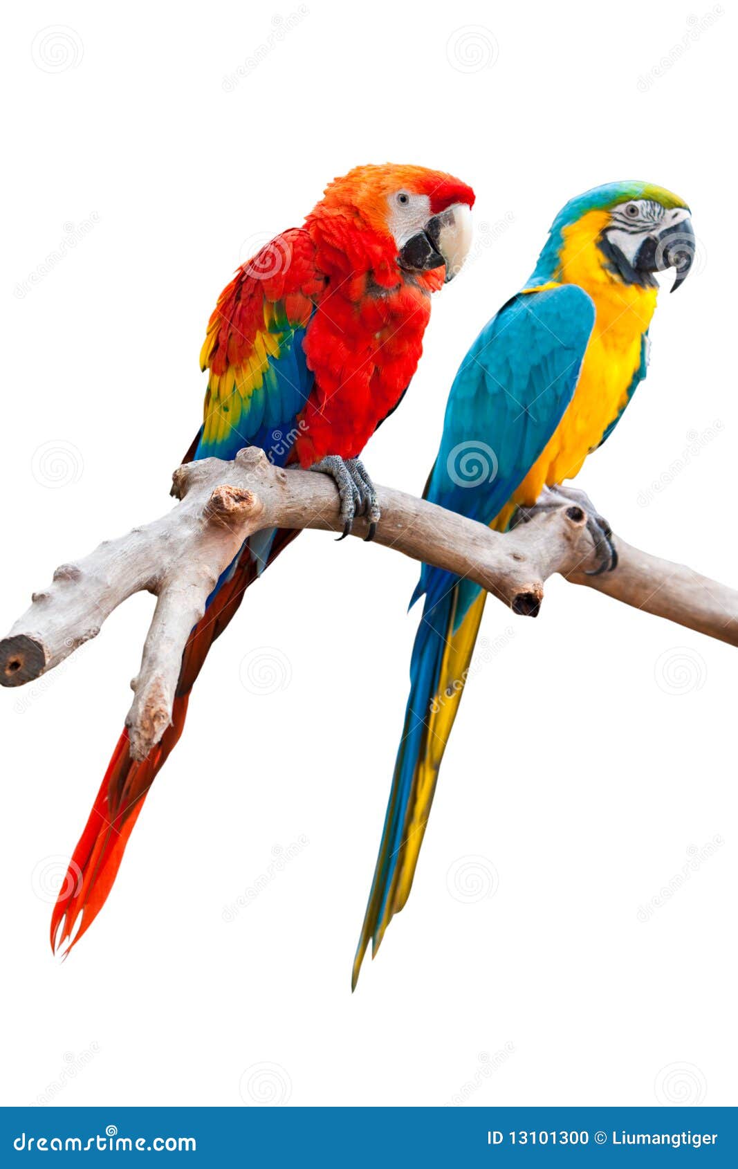 TWO ISOLATED PARROT stock photo. Image of wild, pair - 13101300
