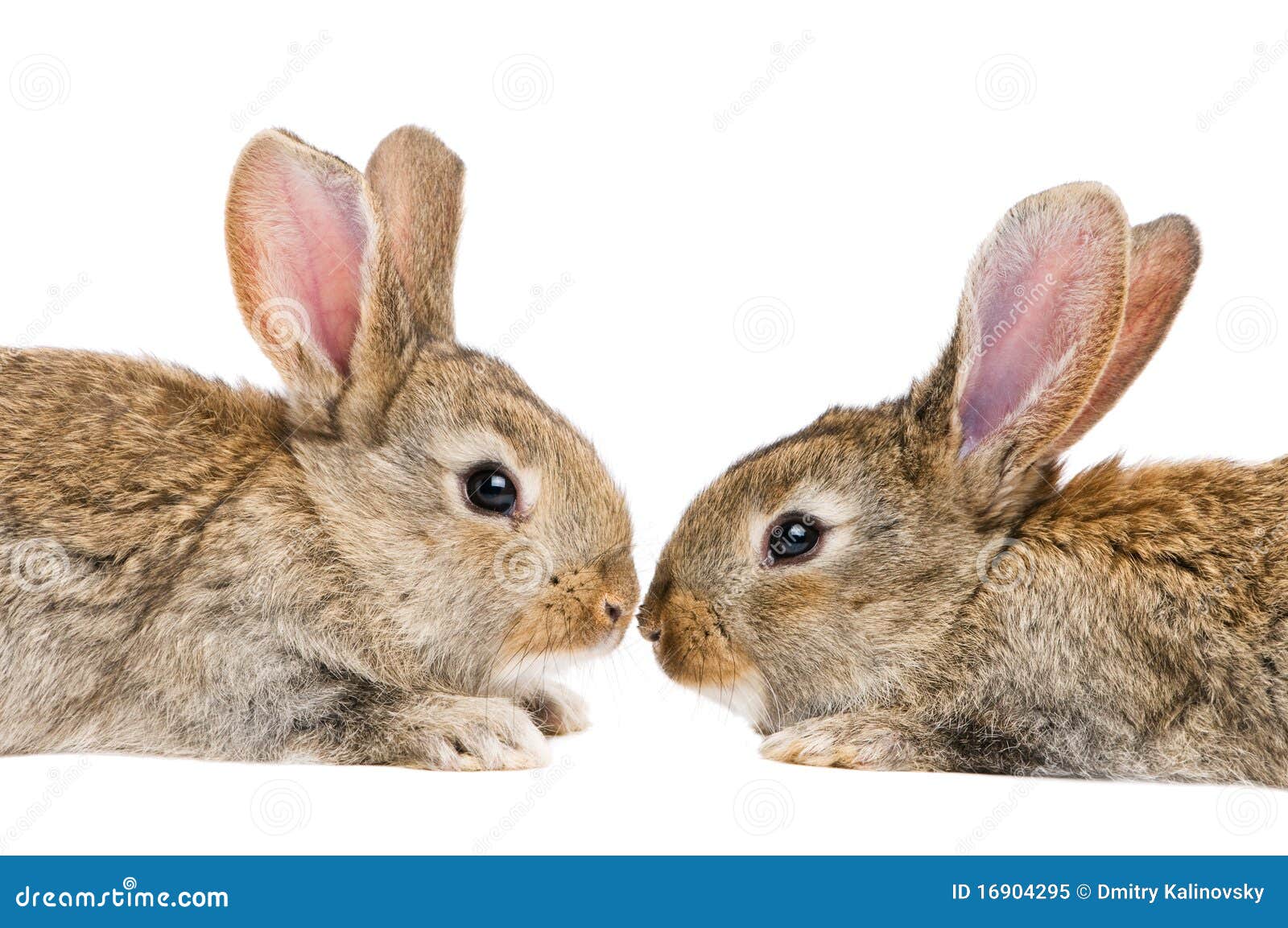 Two Isolated Rabbits Face To Face Stock Image - Image of belgian ...