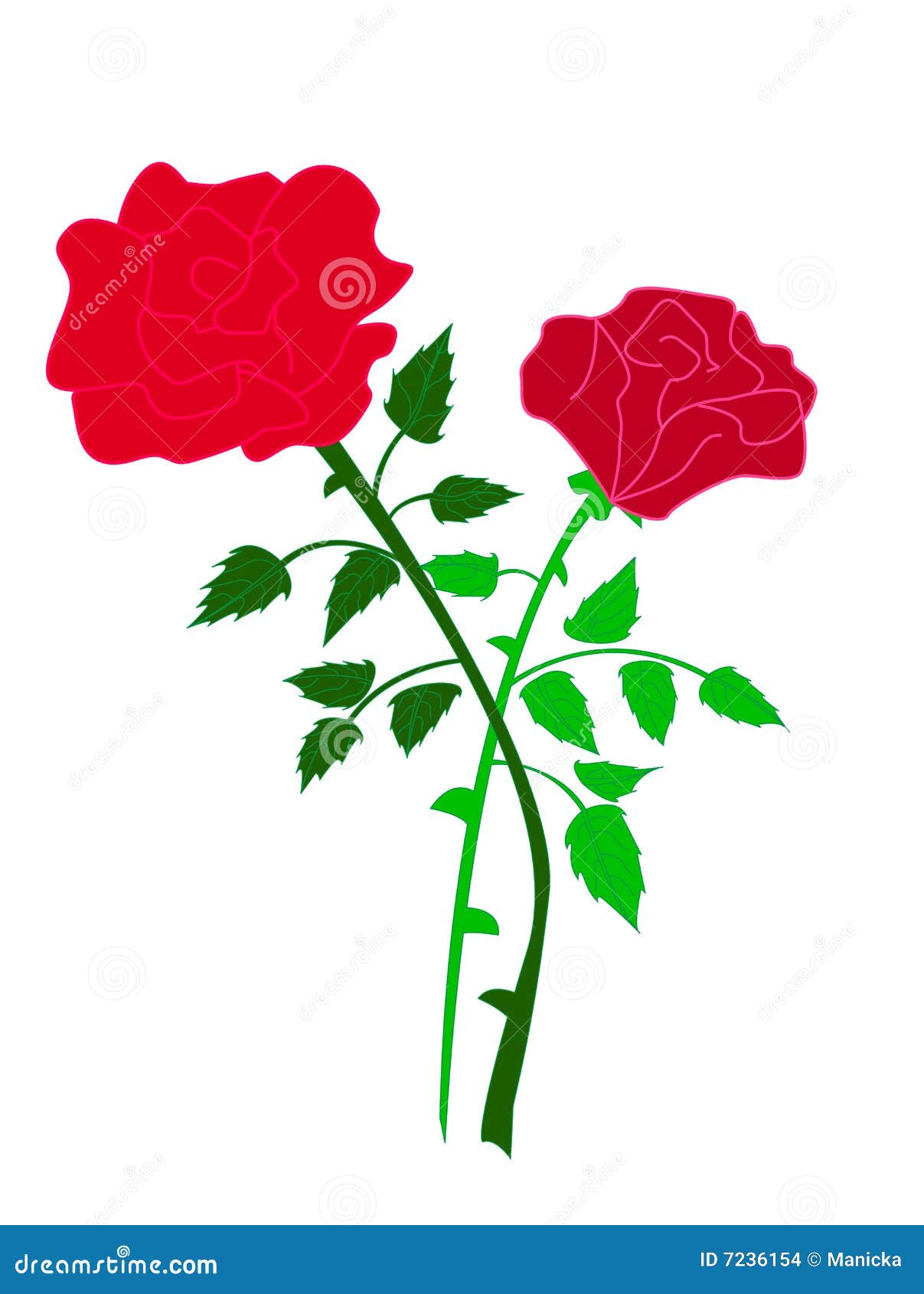 Two isolated roses stock vector. Illustration of plant - 7236154