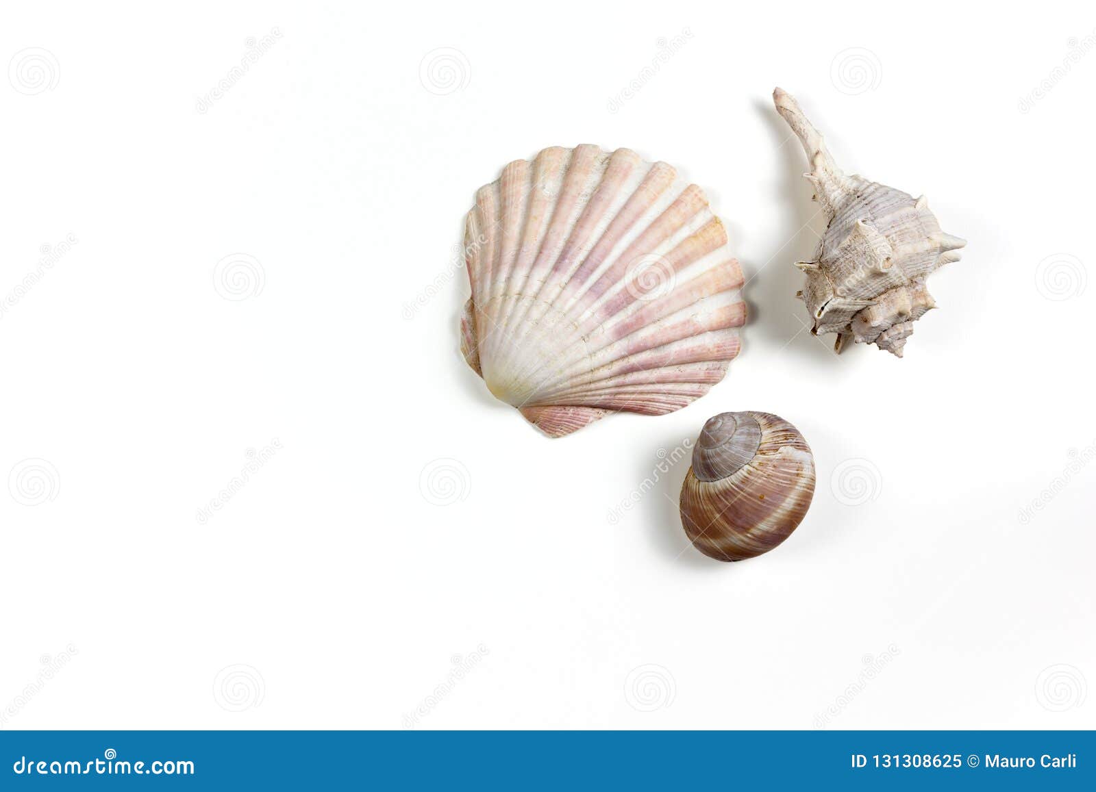 Three Seashells on a Green Background Stock Image - Image of pink ...