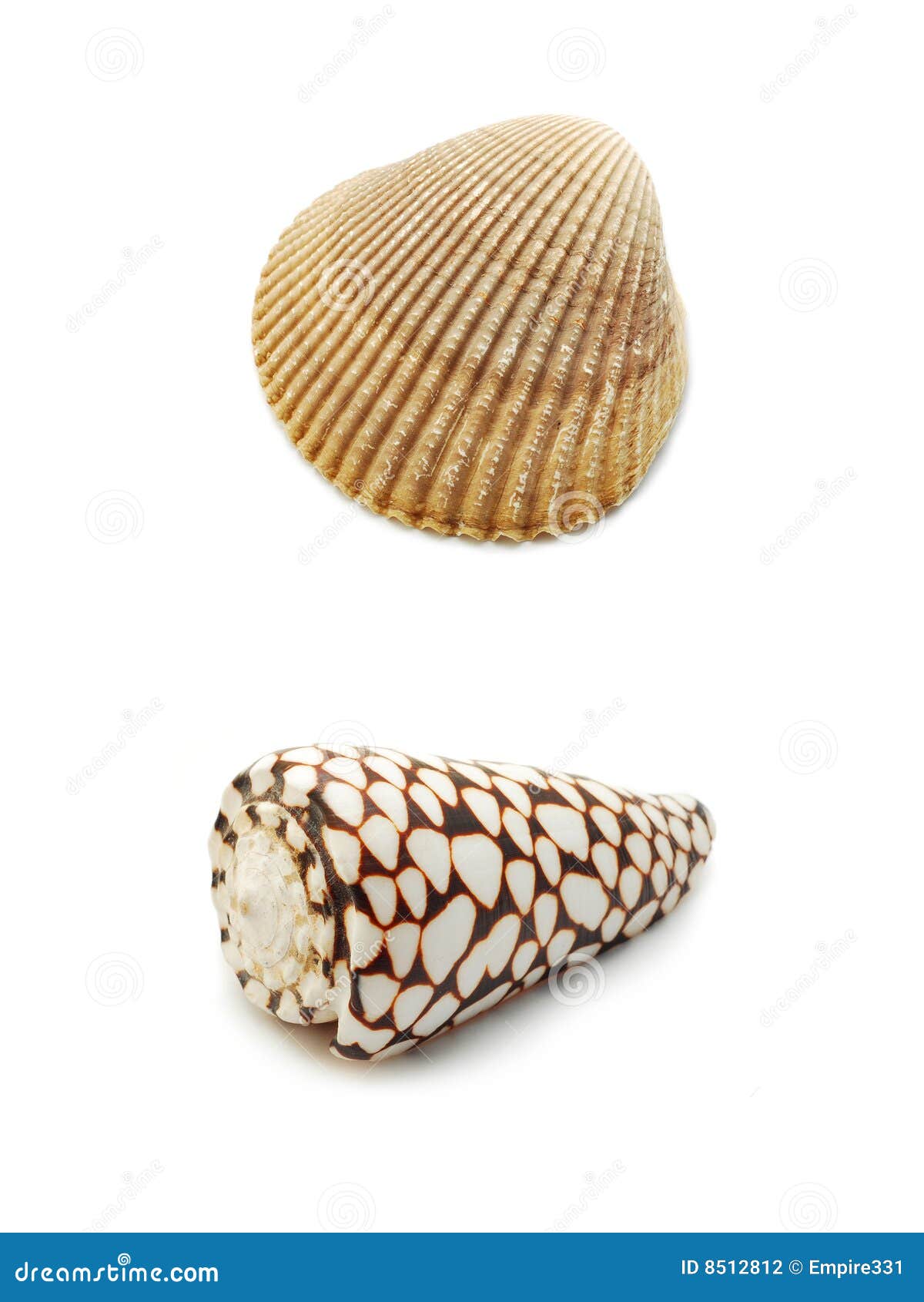 Two isolated shells stock photo. Image of beach, ornamental - 8512812