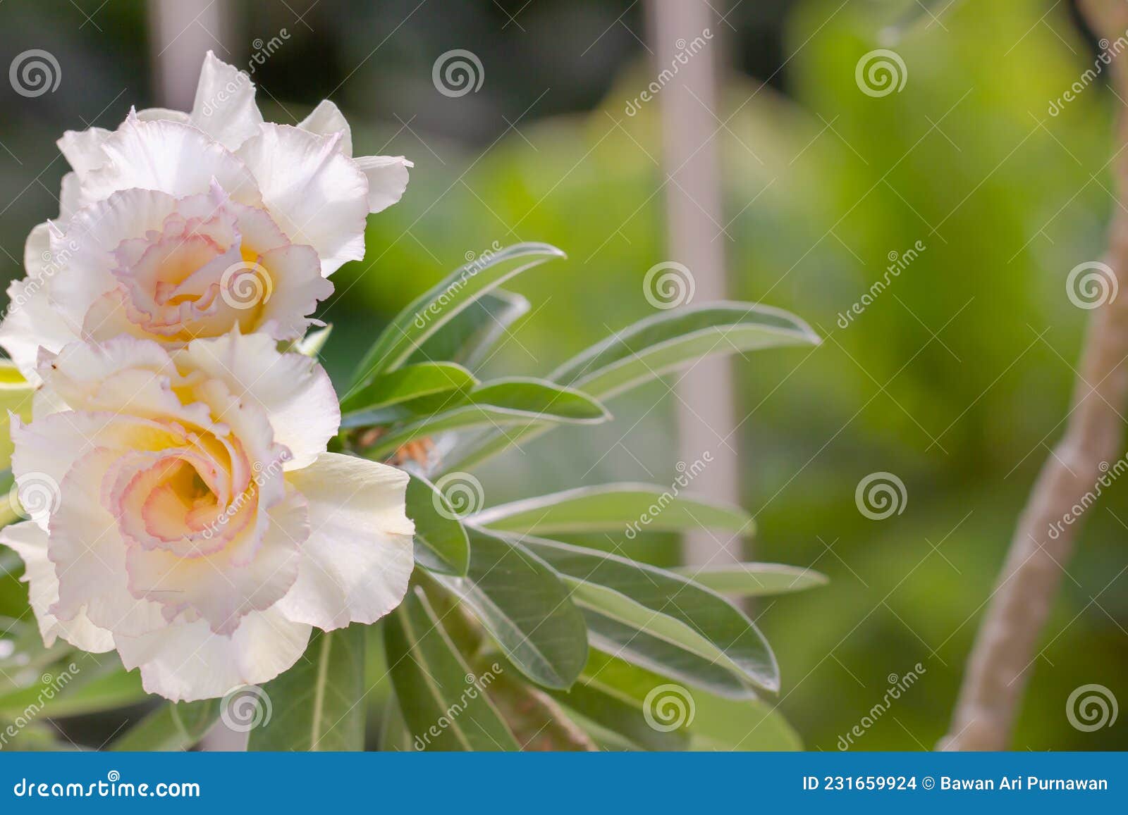Two Ivory White Adenium Flowers on a Leaf Background Stock Photo ...