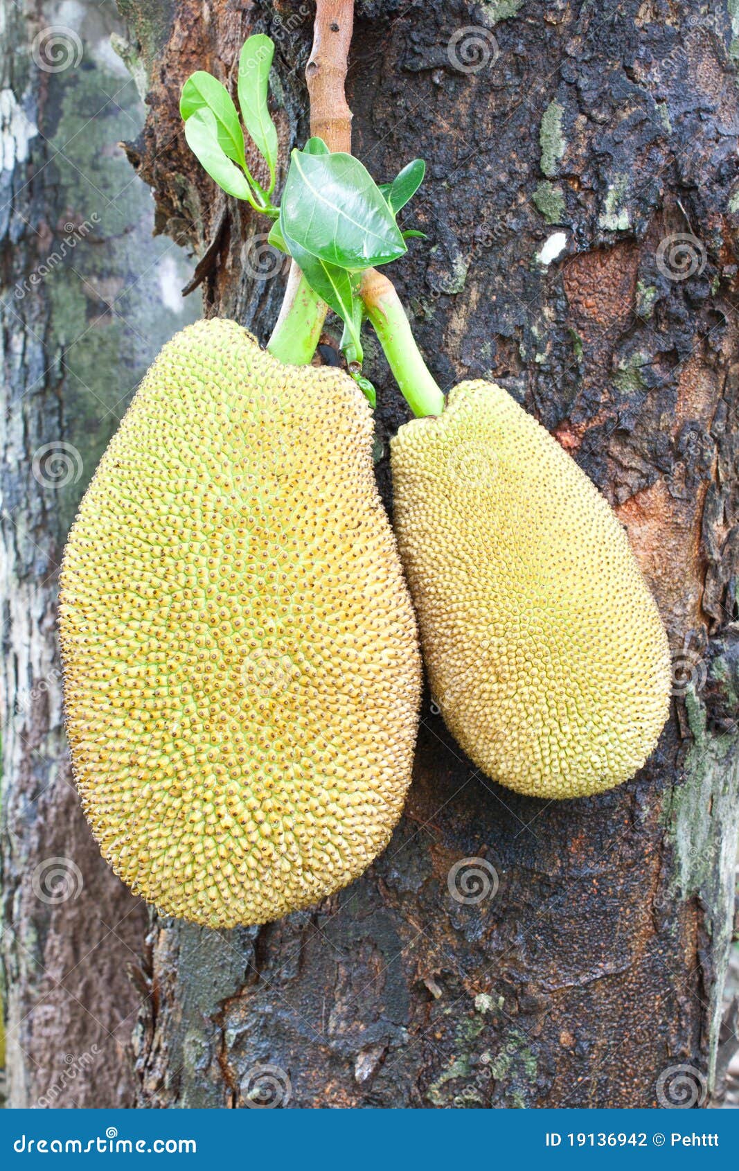 Two jack fruit on tree stock photo. Image of sweet, leaf - 19136942