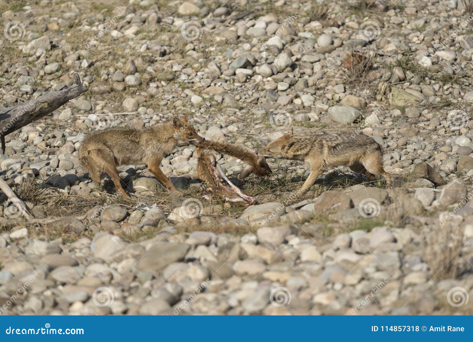 Two Jackal Fighting for Kill Stock Photo - Image of jackal, fighting ...