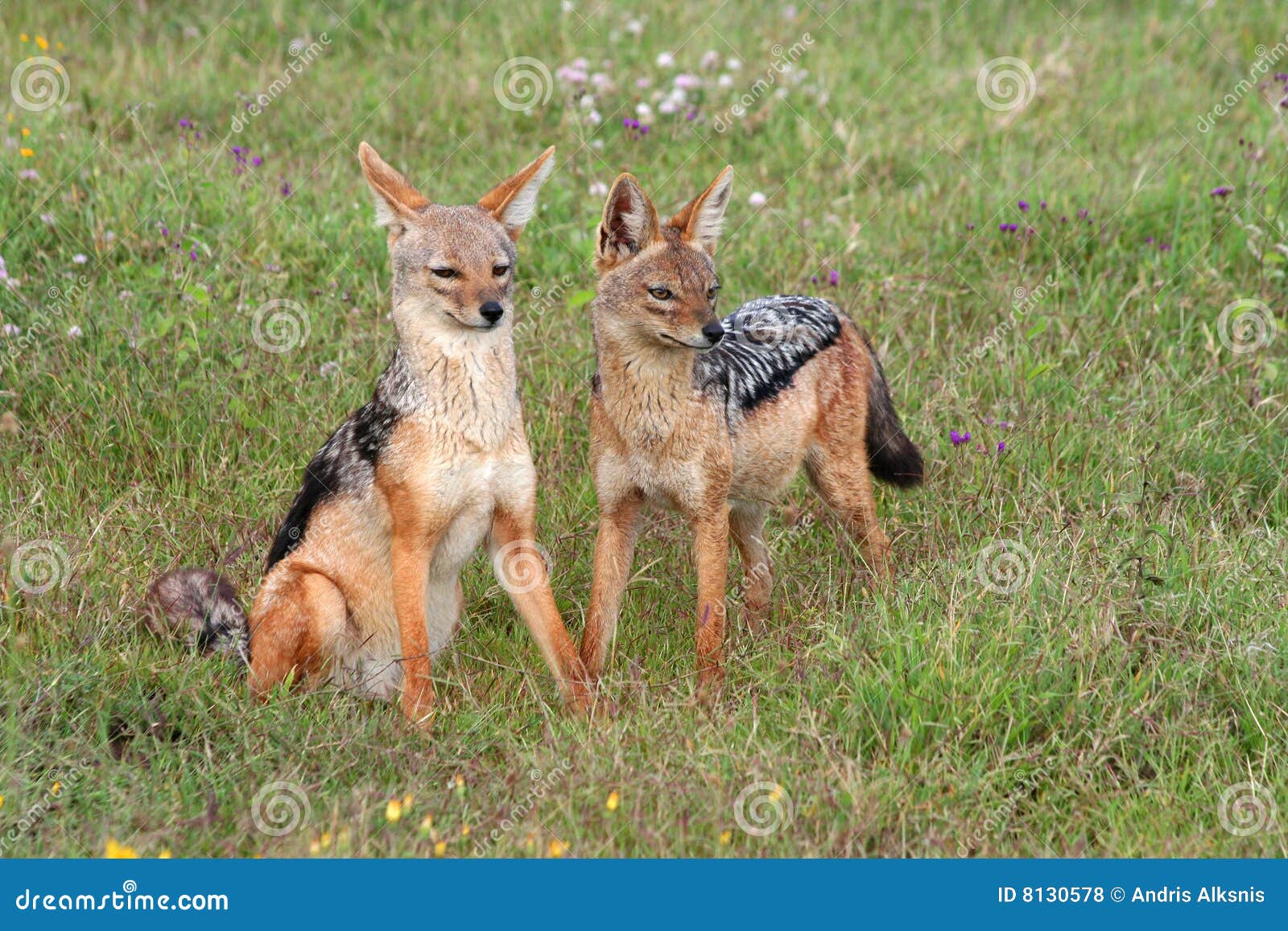 Two jackals stock photo. Image of conservation, outdoor - 8130578