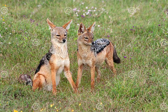 Two jackals stock photo. Image of conservation, outdoor - 8130578