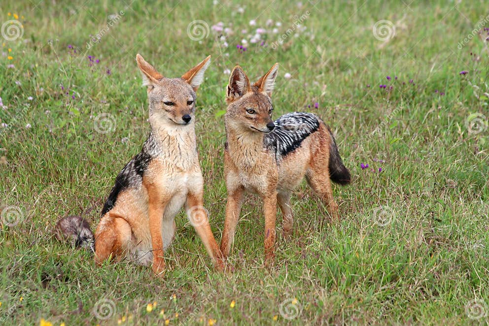 Two jackals stock photo. Image of conservation, outdoor - 8130578