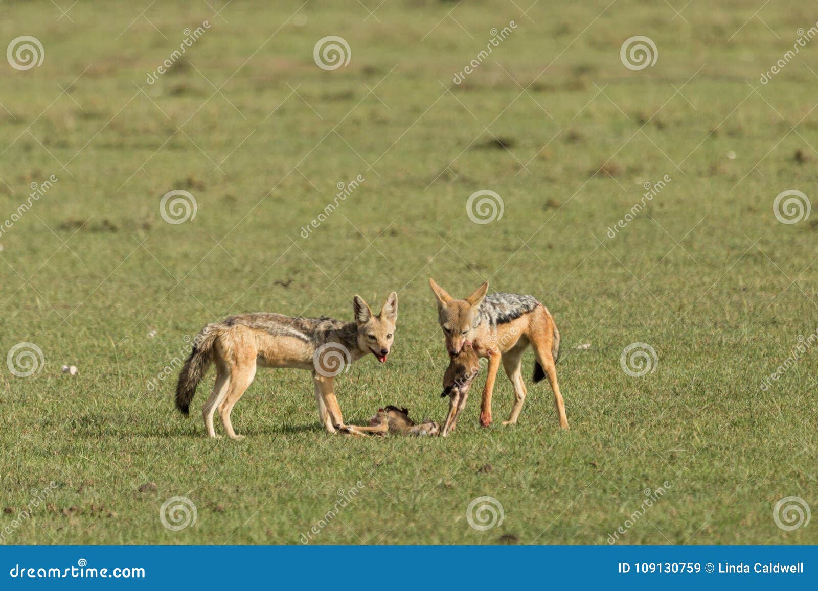 Two Jackals Devouring Their Kill Stock Image - Image of savannah ...