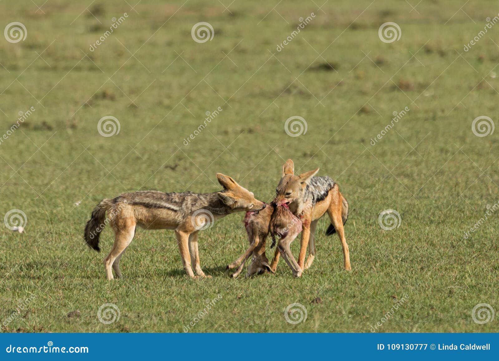 Two Jackals Devouring Their Kill Stock Image - Image of savannah ...