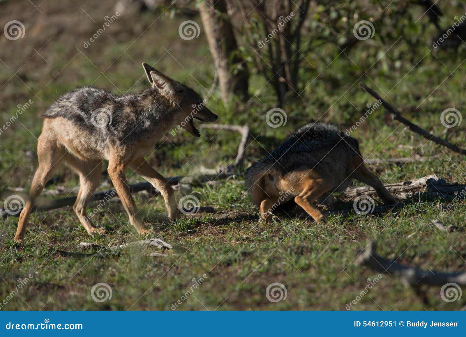 Two Jackals playing stock image. Image of south, jackals - 54612951
