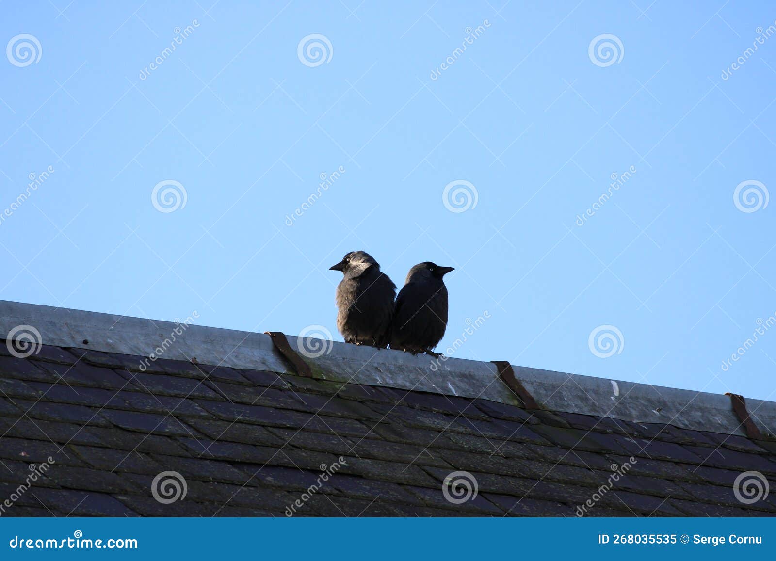Two Jackdaw Birds on a Rooftop Stock Image - Image of eurasian, rooftop ...