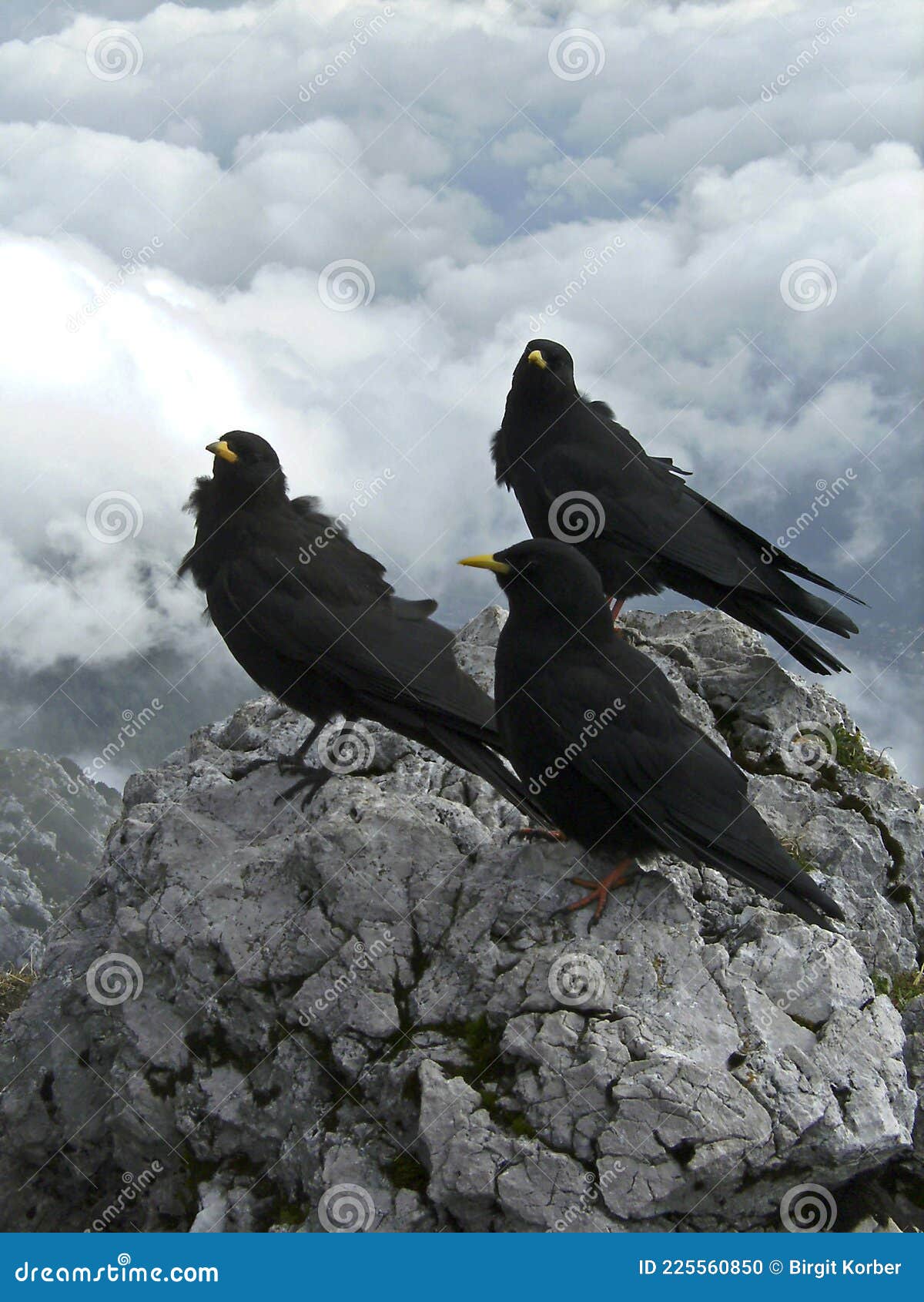 Three Jackdaws Corvus Monedula in the Mountains Stock Photo - Image of ...