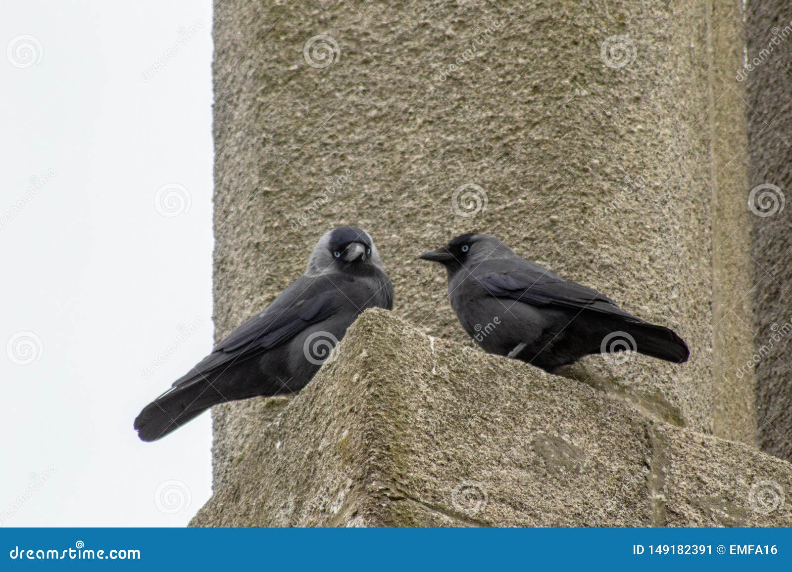 Two Jackdaws on the Ledge of an Old Building Stock Image - Image of ...