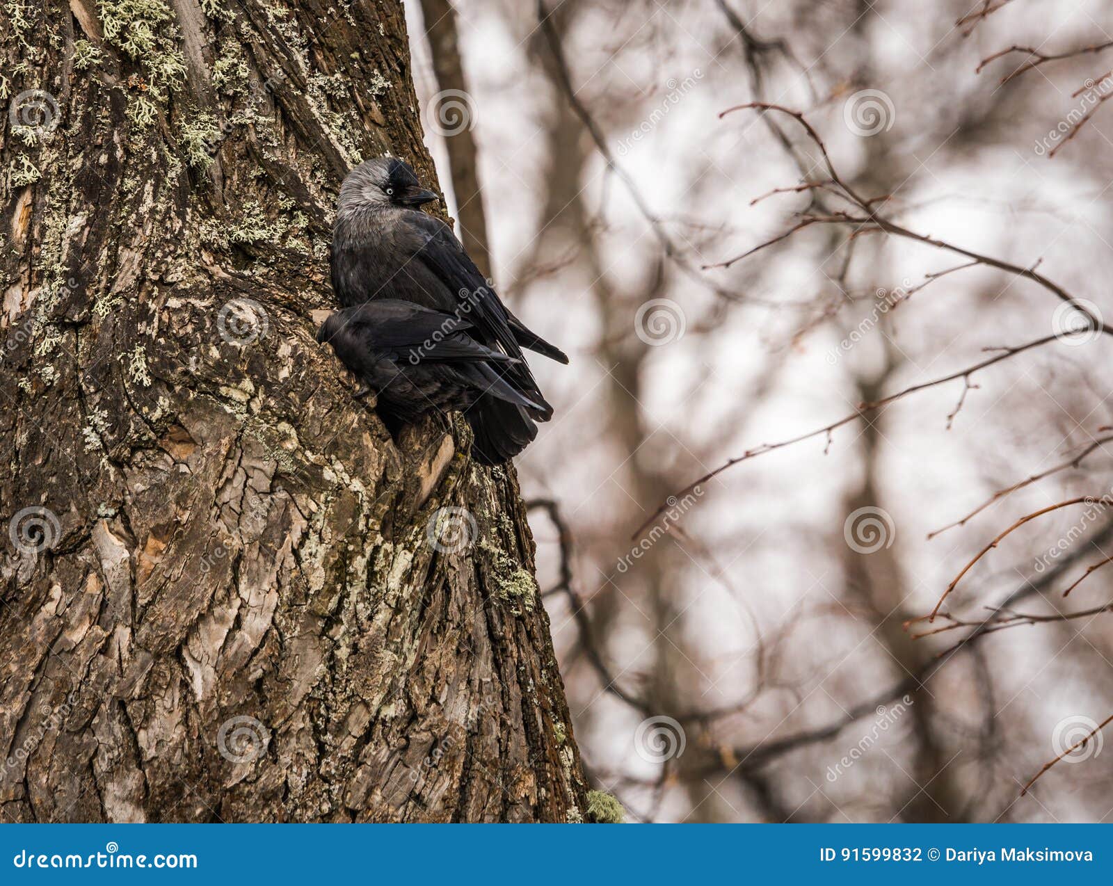Two Jackdows Fighting for a Hollow in Pine Tree Stock Photo - Image of ...