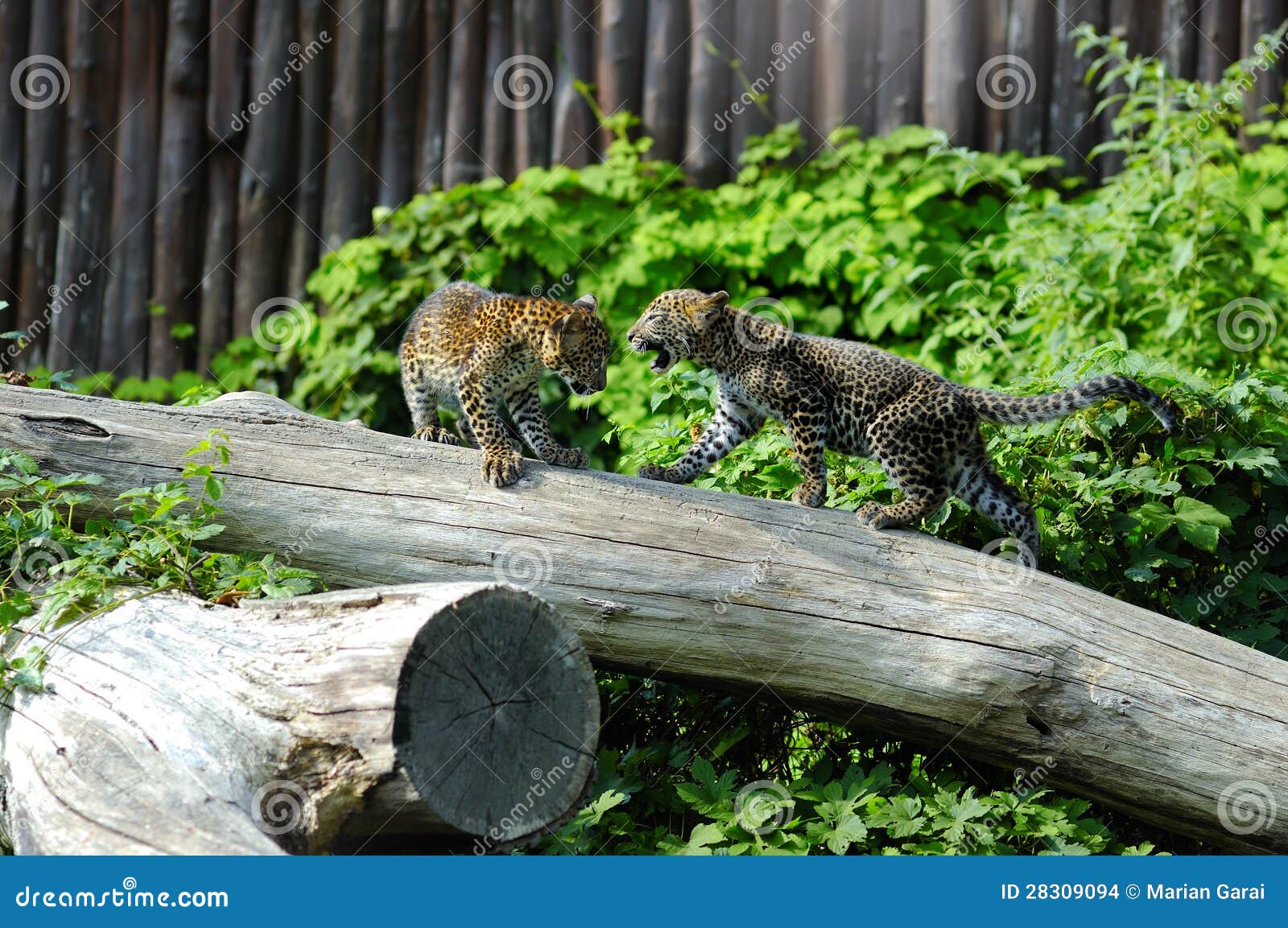 Two Jaguar cubs at play stock photo. Image of feline - 28309094