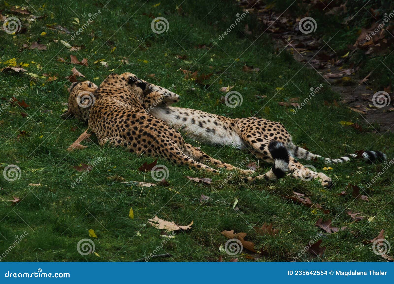 Two jaguar are playing stock photo. Image of safari - 235642554