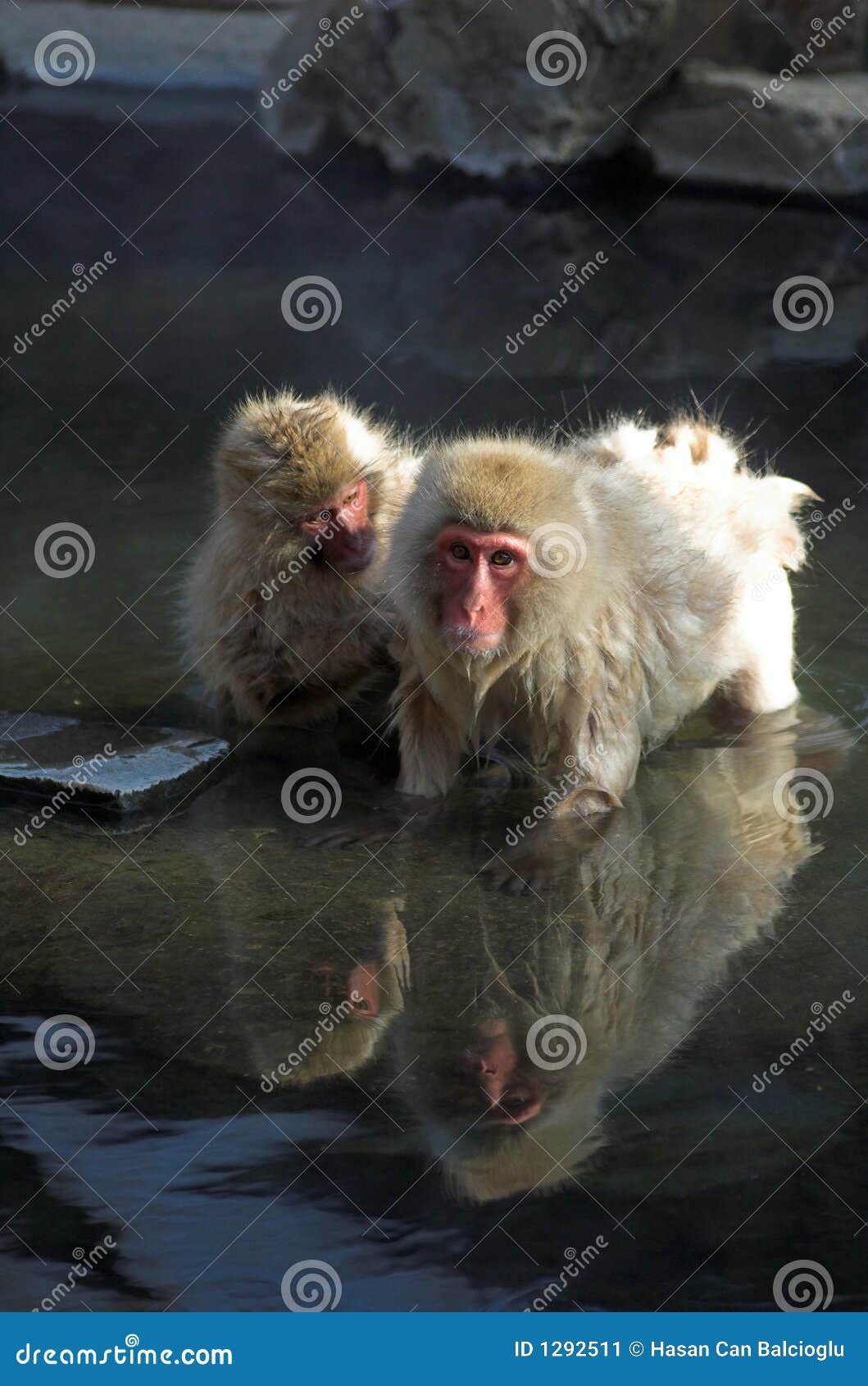 Two Japanese Macaque Monkeys in Hot Springs Stock Image - Image of trim ...