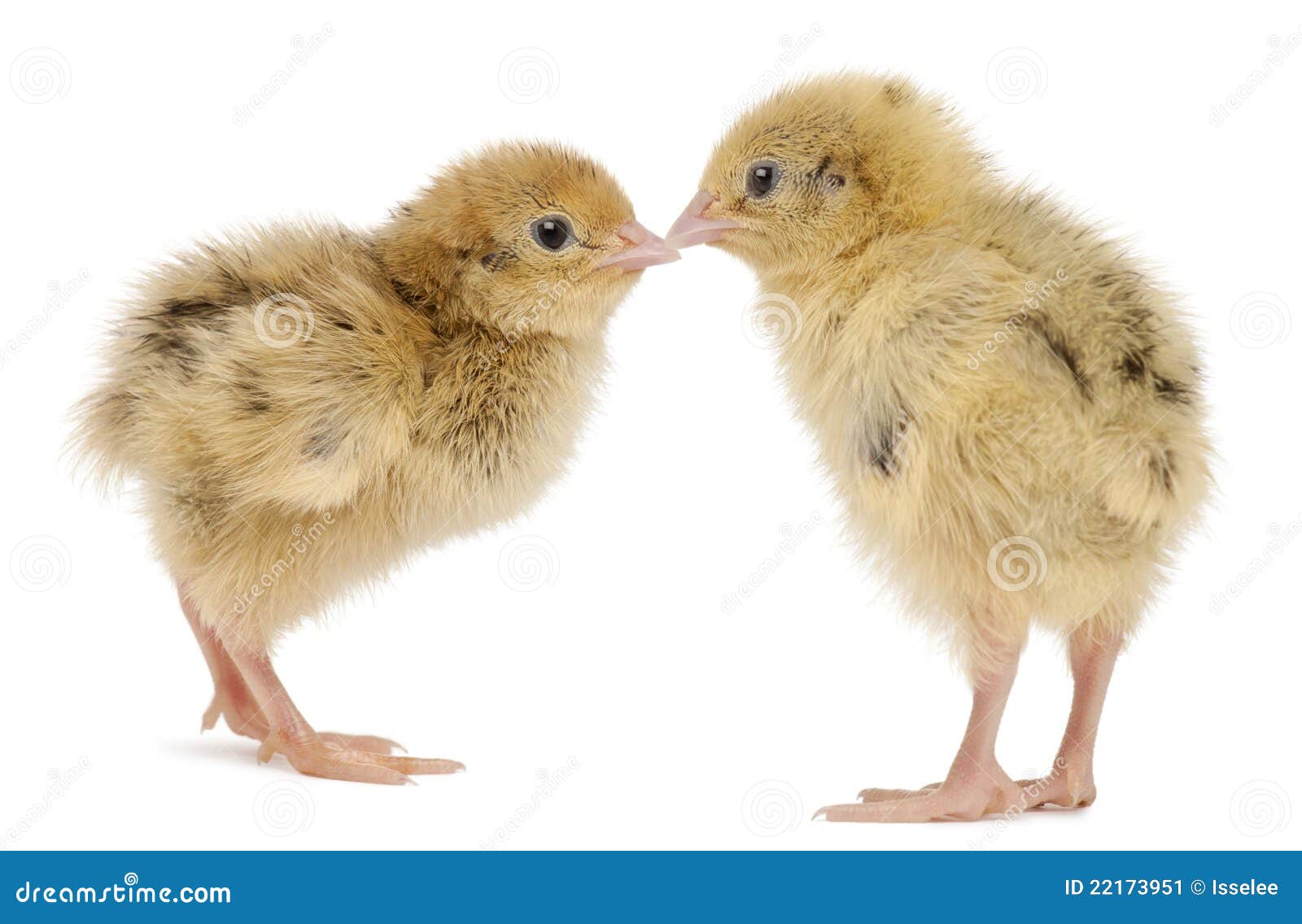 Two Japanese Quail, Also Known As Coturnix Quail, Coturnix Japonica, 3 ...