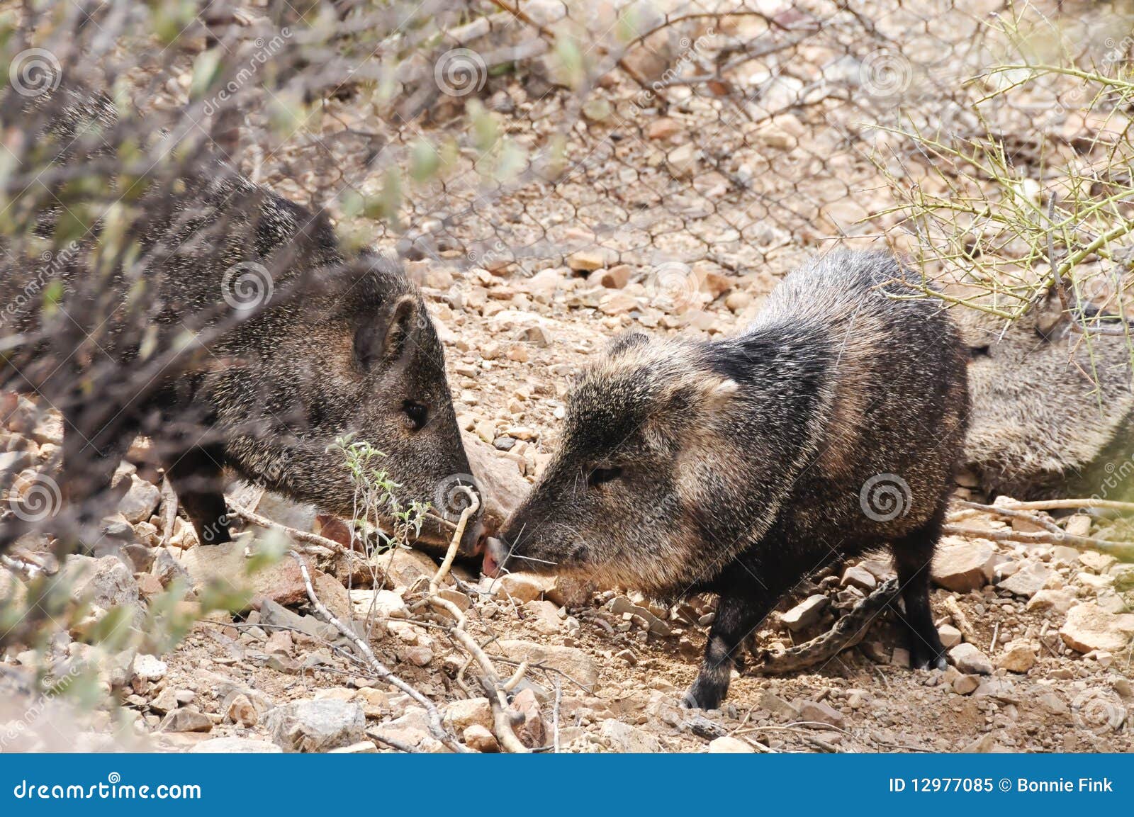 Two Javelinas stock image. Image of rocks, southwest - 12977085