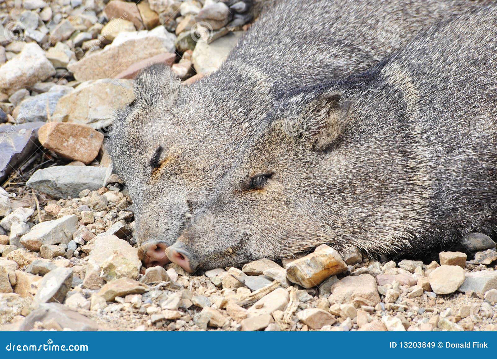 Two Javelinas stock image. Image of southwestern, peccary - 13203849