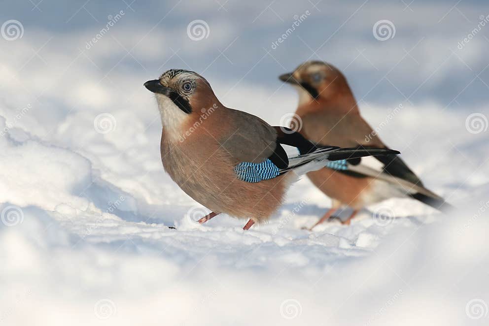 Two jays stock photo. Image of pair, cold, nature, wintertime - 8110258