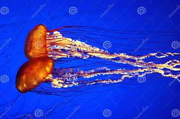 Two jelly fish stock image. Image of jelly, beautiful - 1650103