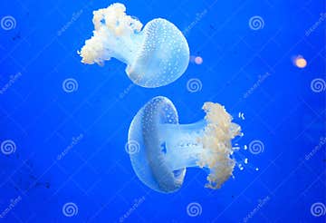 Two jellyfish stock photo. Image of underwater, beauty - 8478148