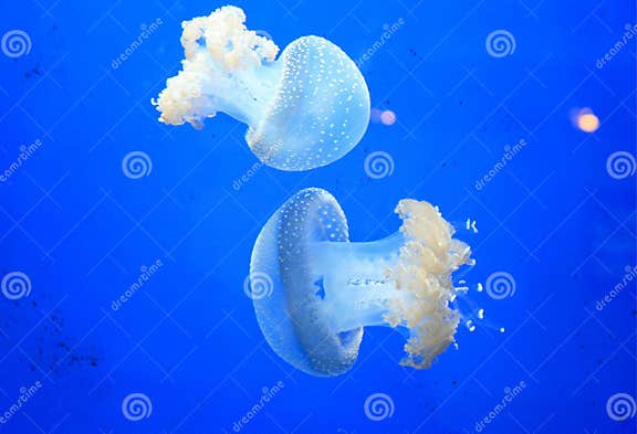 Two jellyfish stock photo. Image of underwater, beauty - 8478148
