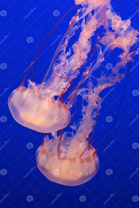 Two jellyfish stock photo. Image of fish, swimming, water - 40808394