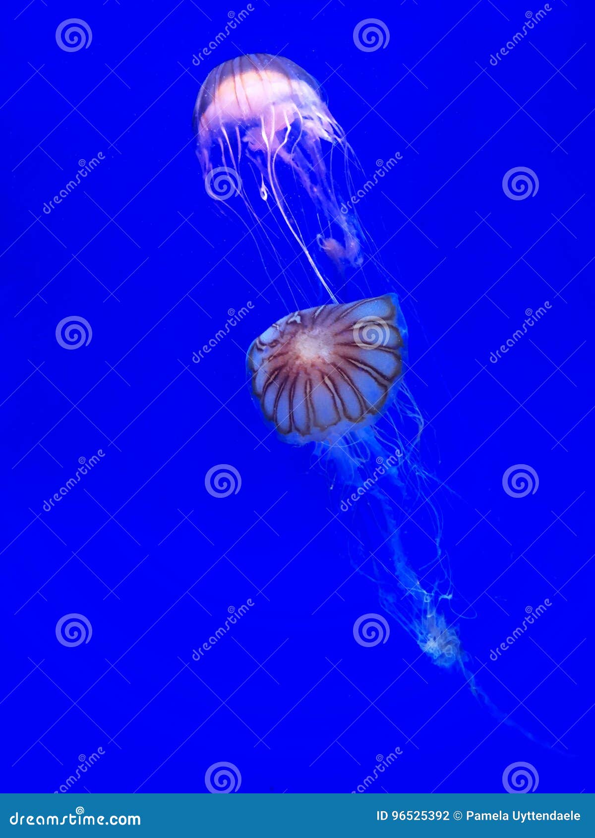 Two Jellyfish in an Aquarium Stock Photo - Image of jellyfish, animal ...