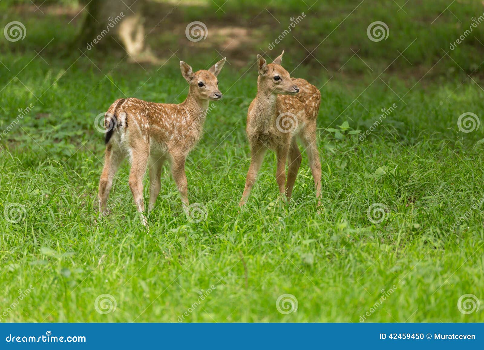 Two joung fawn fallow deer stock photo. Image of buck - 42459450